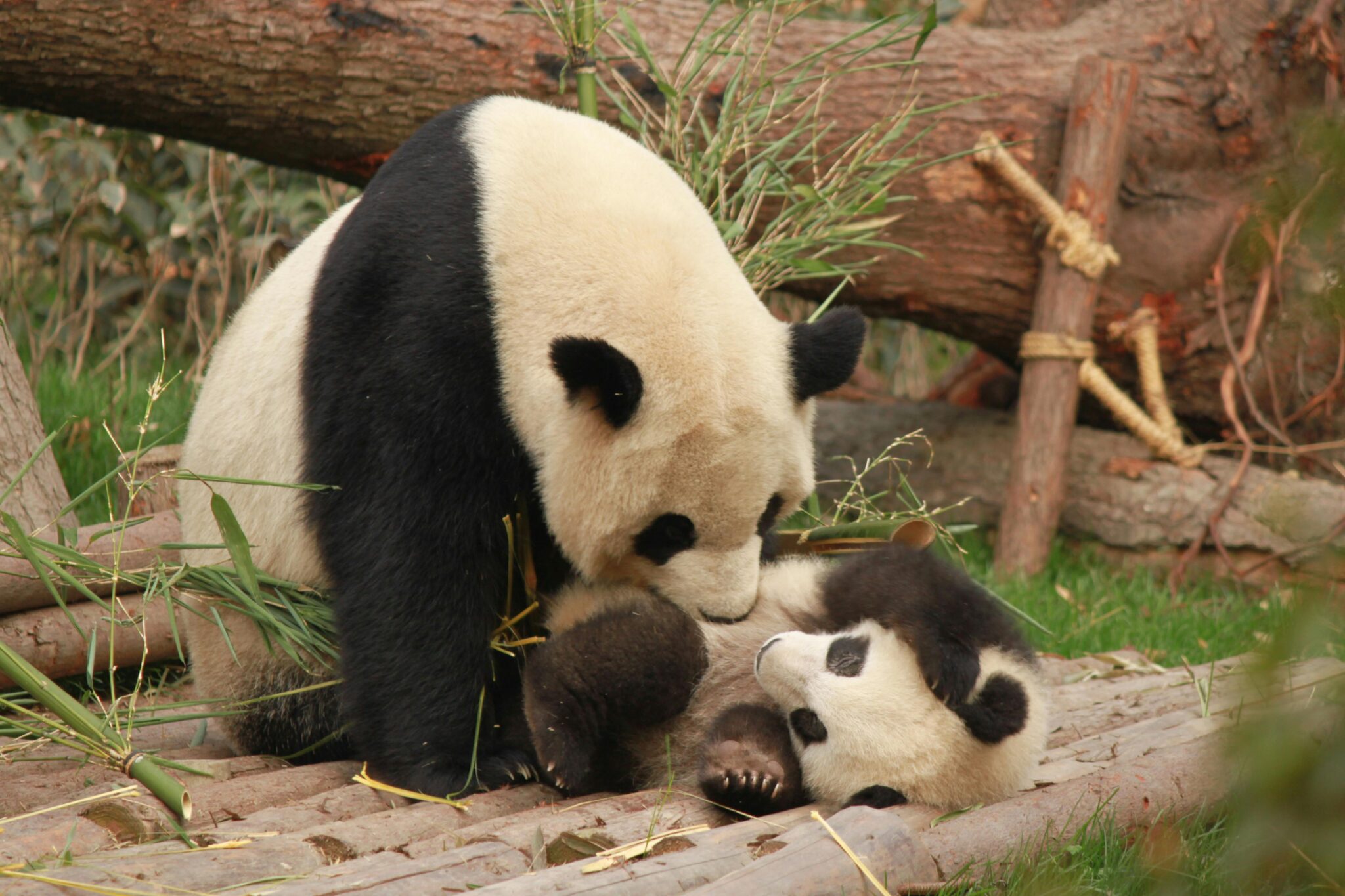 Panda Videos & Live Cams – Watch Pandas Anytime: iheartpandas.com